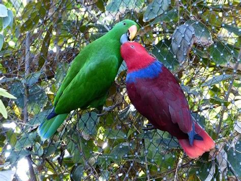 How Do Parrots Mate And Reproduce