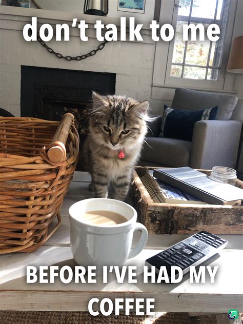 Grumpy Kitty Album On Imgur