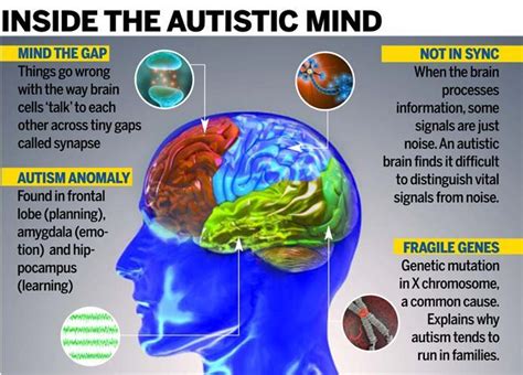 Image Result For Neurotypical Brain Vs Autistic Brain Understanding