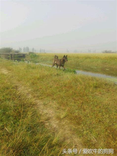誰來保護我們的本土犬滿地都是外來犬虎斑犬卻成了待拯救犬種 每日頭條