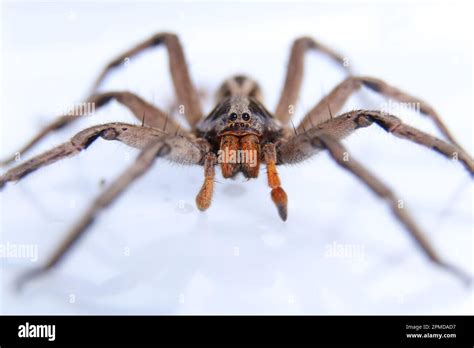 Front Macro Portrait Of A Spider On A White Background Showing Eyes And