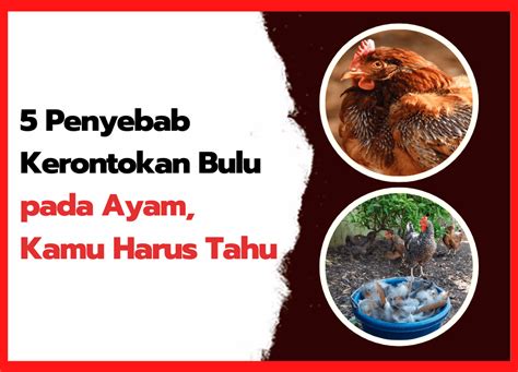 5 Penyebab Kerontokan Bulu Pada Ayam Kamu Harus Tahu Hobi Ternak