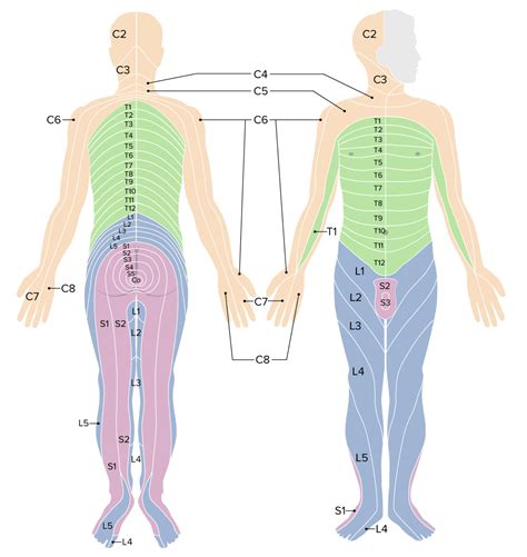 Printable Dermatome Map Printable Jd