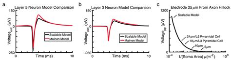 Scalable Model Validation And Neuron Size As It Relates To Voltage