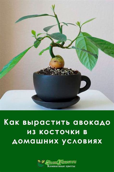 Как вырастить авокадо из косточки в домашних условиях Diy Plants Flower Garden Diy Plant Hanger