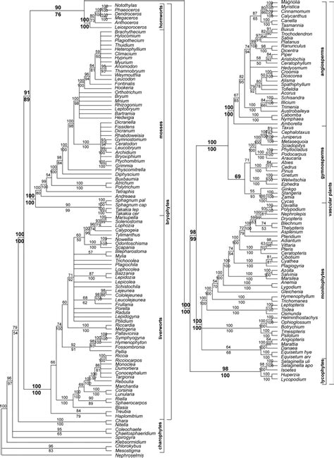 Land Plant Phylogeny