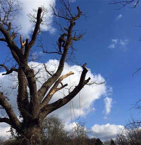 Tree Pruning Benton Tree Surgery Banstead Surrey