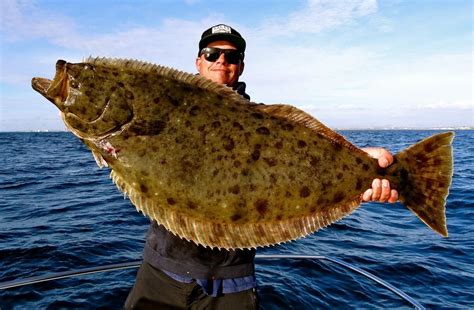 Рыба палтус🐟: фото и описание. Как выглядит палтус👍, чем питается и где ...