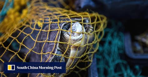 Singapore Reviews Sale Slaughter Of Wild Animals At Wet Markets But