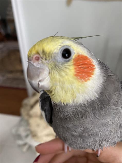 Mimi Inspecting The Camera Scrolller