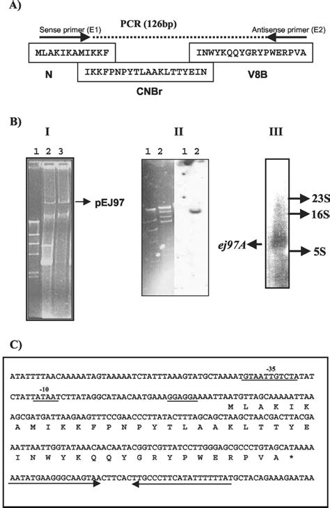A Complete Amino Acid Sequence Of Enterocin Ej97 Deduced After Download Scientific Diagram