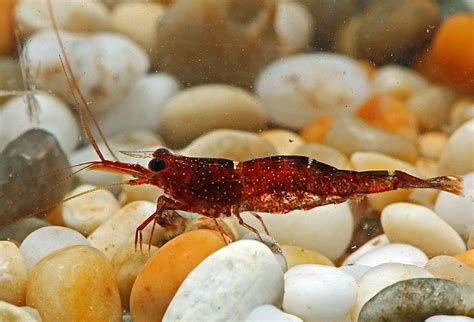 Caridina Loehae