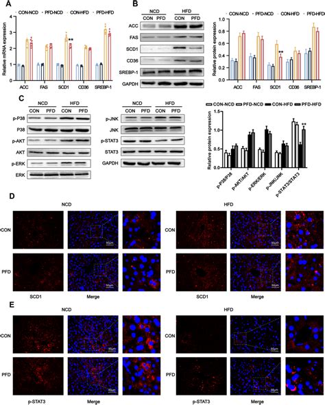 Pfd Reduced Scd1 Expression And Activates Stat3 Signaling In The Liver