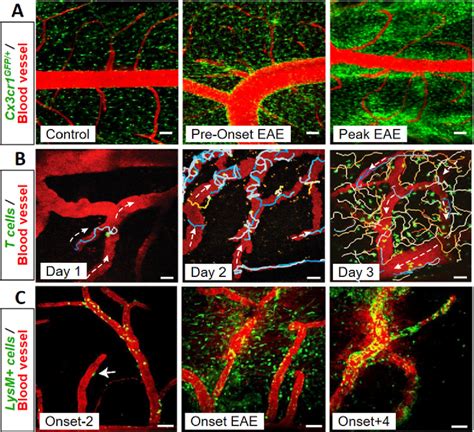 Figure 2 From Imaging The Dynamic Interactions Between Immune Cells And