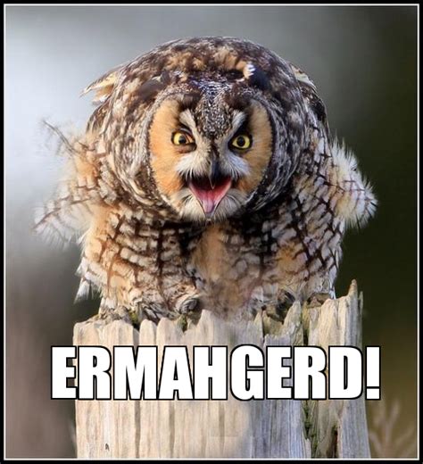 Funny Owls 7005087