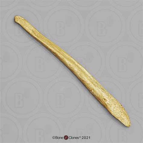 Cave Bear Baculum Ko 133 Bone Clones Osteological Reproductions