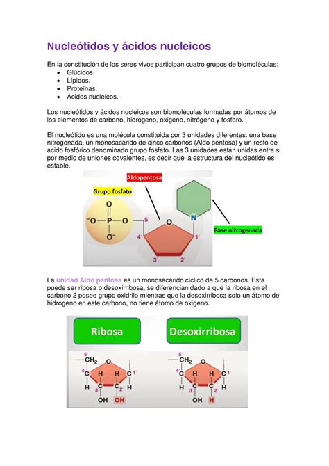 Nucleótidos Y ácidos Nucleicos Nucleótidos Y ácidos Nucleicos En La
