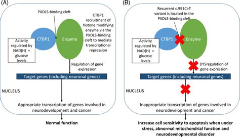 Diagram Demonstrating The Current Understanding Of The Ctbp1 Protein In