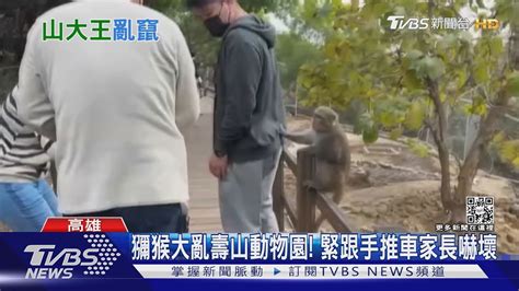 壽山動物園猴群作亂 狠搶食物 家長危險怕遭攻擊｜tvbs新聞 Tvbsnews01 Youtube