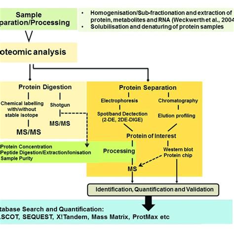 Overview Of Potential Proteomics Strategies Download Scientific Diagram