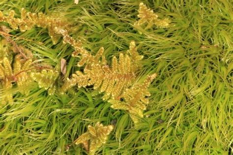 Brocade Moss Hypnum Imponens Flower Leaf Care Uses Picturethis