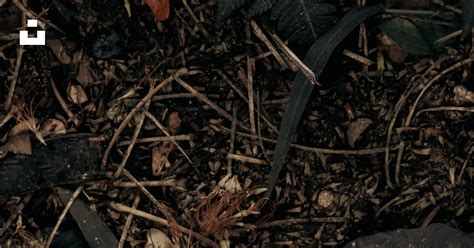 뾰족한 잎이있는 녹색 식물 사진 Unsplash의 무료 이미지