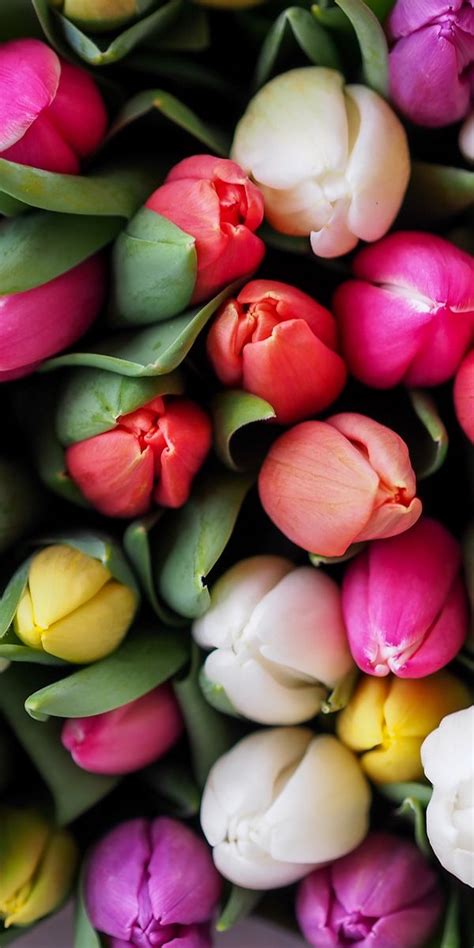 Завантажити шпалери на робочий стіл ПК Квіти Тюльпани Букет безкоштовно 157083