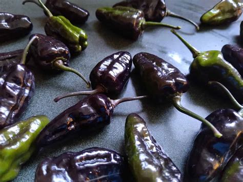 Best Soil Ph For Peppers How To Test And Amend Your Soil Spicy