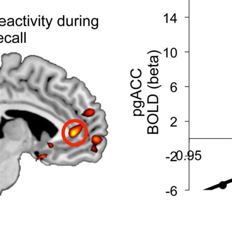 Ventromedial Prefrontal Cortex Dorsal Anterior Cingulate Cortex Resting Download Scientific