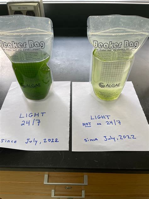 Teacher Project Does Light Affect Algae Growth Algae Research Supply