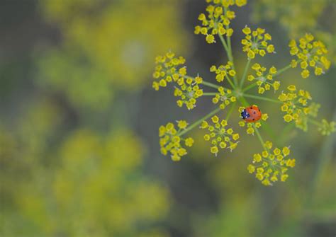 Beware Of Wild Parsnip An Iowa Weed With Cytotoxic Skin Burning Sap Beware Of Wild Parsnip An Iowa Weed With Cytotoxic Skin Burning Sap