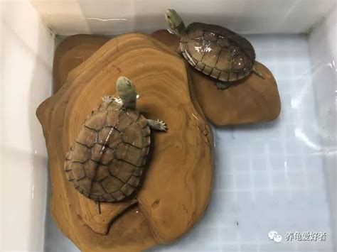 关于幼龟导致软甲的一些原因和思考