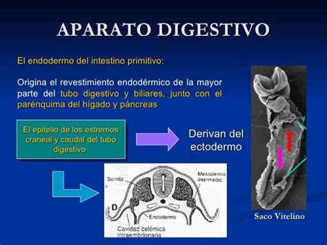 Embriología Del Sistema Digestivo