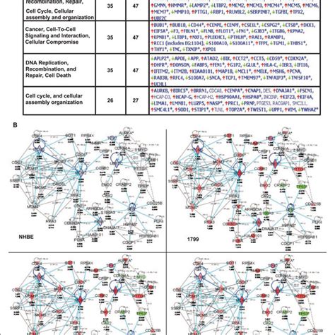 Gene Interaction Network Analysis Of Genes Differentially Expressed In Download Scientific