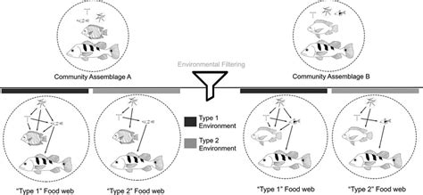 Graphical Summary Of The Role Of Environmental Filtering In Food Web