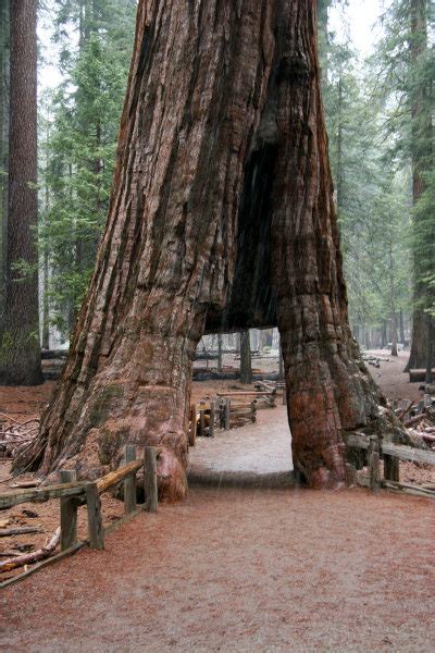 The Mariposa Grove California Tunnel Tree