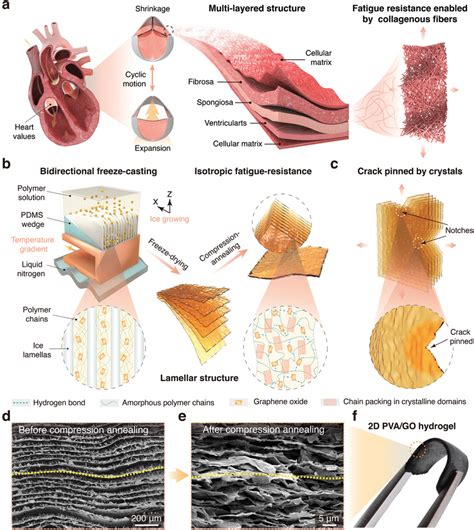 Fabrication Of Hydrogels With 2d Lamellar Structures A Schematic