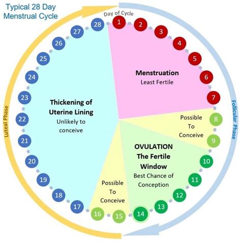 Ovulation Day Calculator Denimalivia