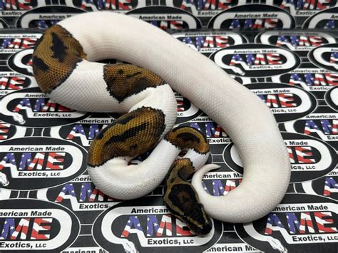 Full Grown Ball Python