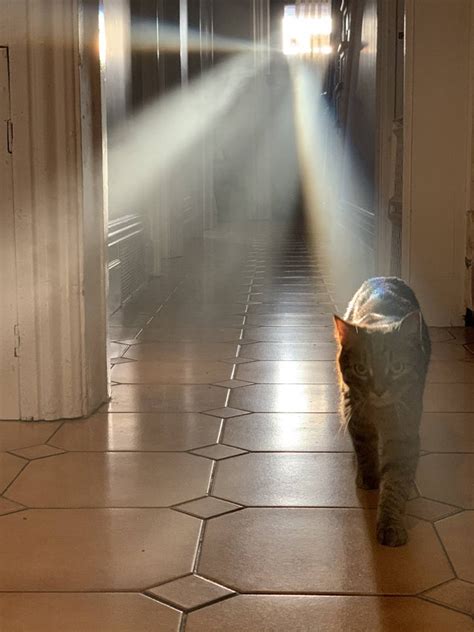 Lad Wrote A Python Script To Download Alexa Voice Recordings He Didnt