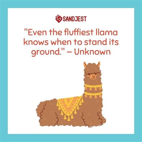 Funny Sayings About Llamas