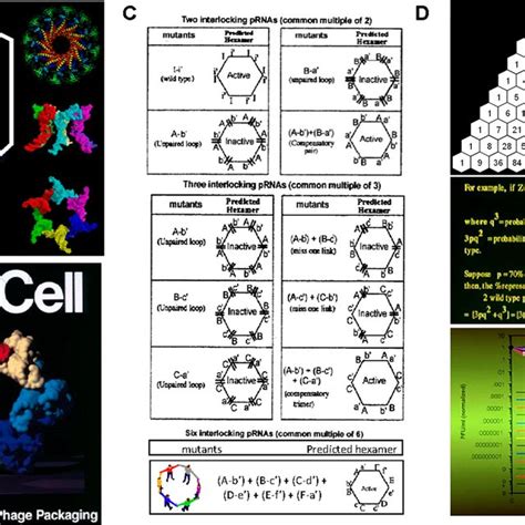 Schematic Diagram Representing The Different Stem And Loop Structure