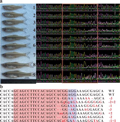 Efficient Disruption Analysis Of Mstn Genes By Crispr Cas9 In C Download Scientific Diagram