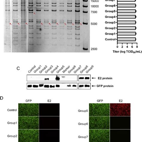 Modeling Of The Spatial Structure Of The E2 Protein A Spatial Download Scientific Diagram