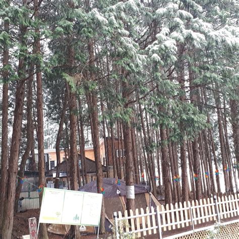 주변정보 편백힐 치유의숲 캠핑장