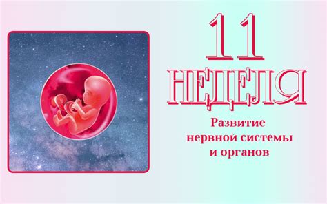 11 неделя беременности необходимые обследования