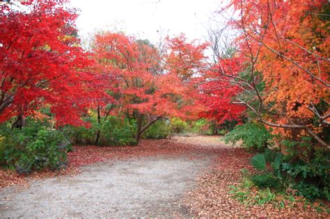 本日12月4日戸塚安行にある興禅院の参道の紅葉がめっちゃキレイでした川口マガジン