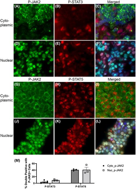 P‐jak2 And P‐stat3 Or P‐jak2 And P‐stat5a Co‐staining A C Cells Download Scientific Diagram