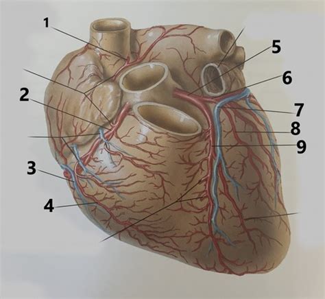 Coronary Arteries Anatomy Netter