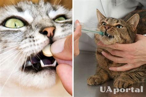 Як правильно пересаджувати орхідею щоб не нашкодити правила пересадки орхідеї поради